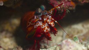 Cancer Research UK - Science blog