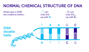 Everything you really need to know about DNA sequencing