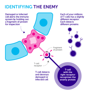 CAR T cells: Engineering a cancer-fighting immune super solider