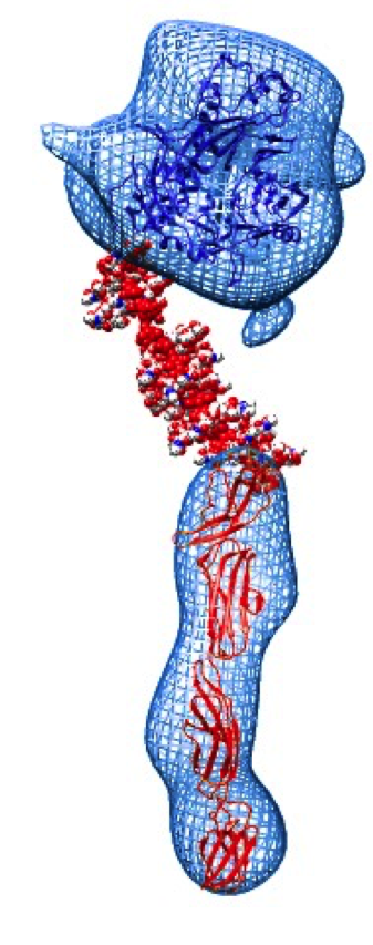Science Snaps: switching T cells on – size matters - Cancer Research UK ... Science Snaps: switching T cells on – size matters - Cancer Research UK ...