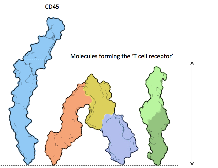 Science Snaps: switching T cells on – size matters - Cancer Research UK ... Science Snaps: switching T cells on – size matters - Cancer Research UK ...