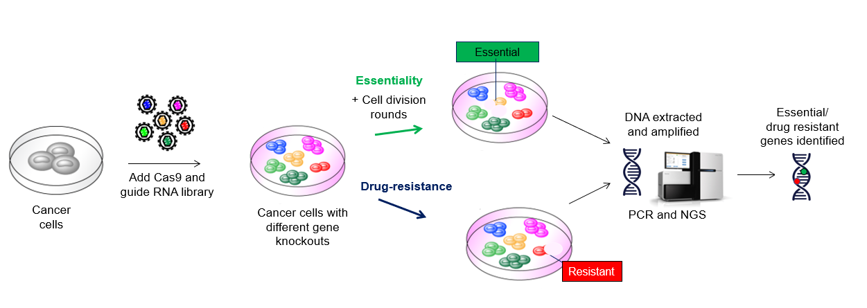A cut above: Making drug discovery more efficient using CRISPR - Cancer ...
