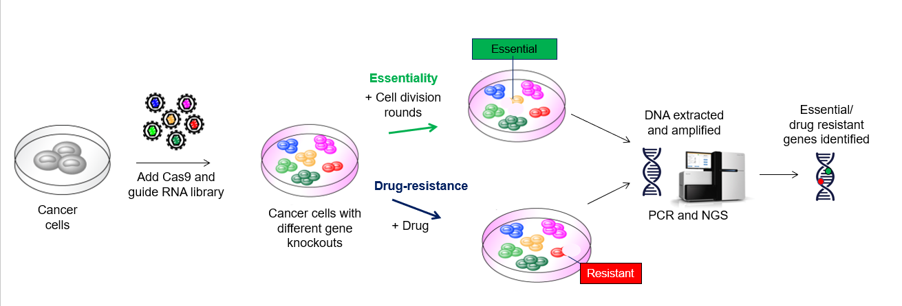 A cut above: Making drug discovery more efficient using CRISPR ...
