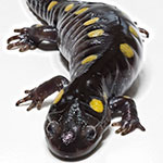 Can cancer cells communicate? - Cancer Research UK - Cancer News