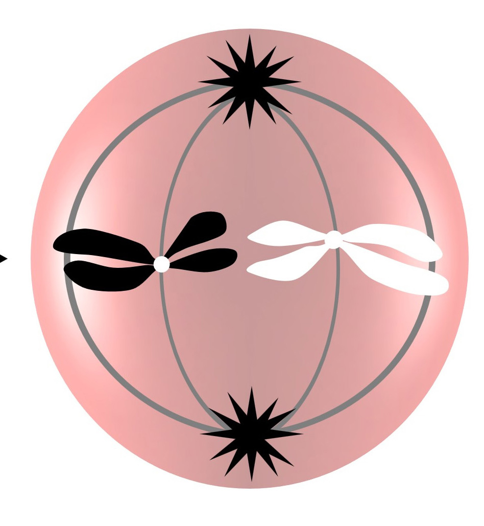 Spin doctors: taking on the challenge of tissue-specific cell cycle ...